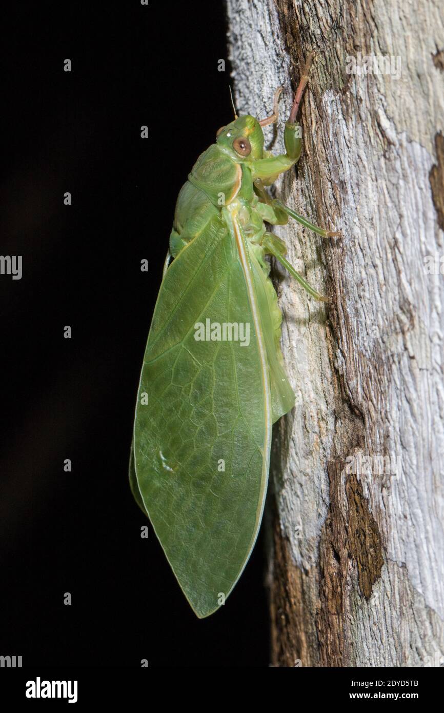 Bladder cicada hi-res stock photography and images - Alamy