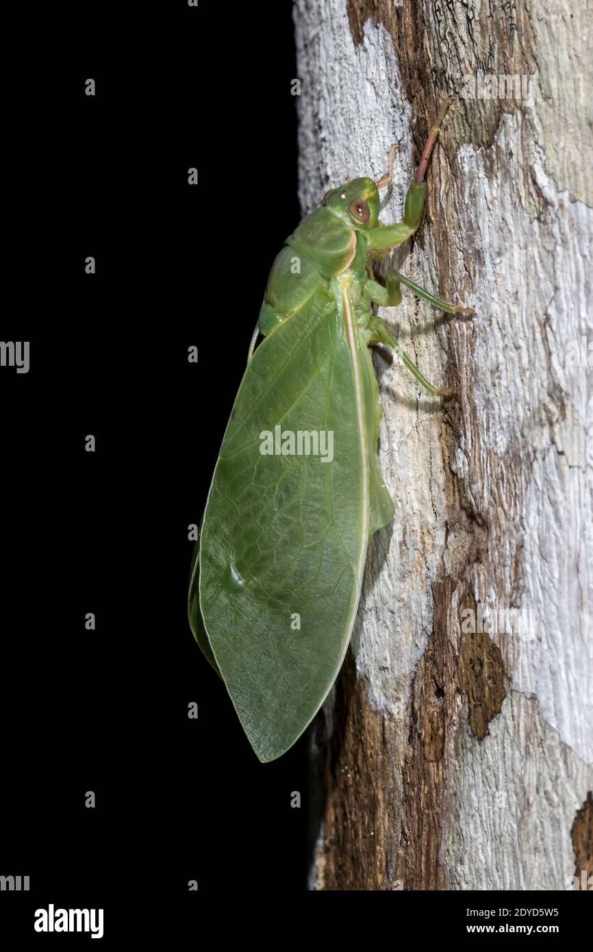 Bladder Cicada on tree trunk Stock Photo - Alamy
