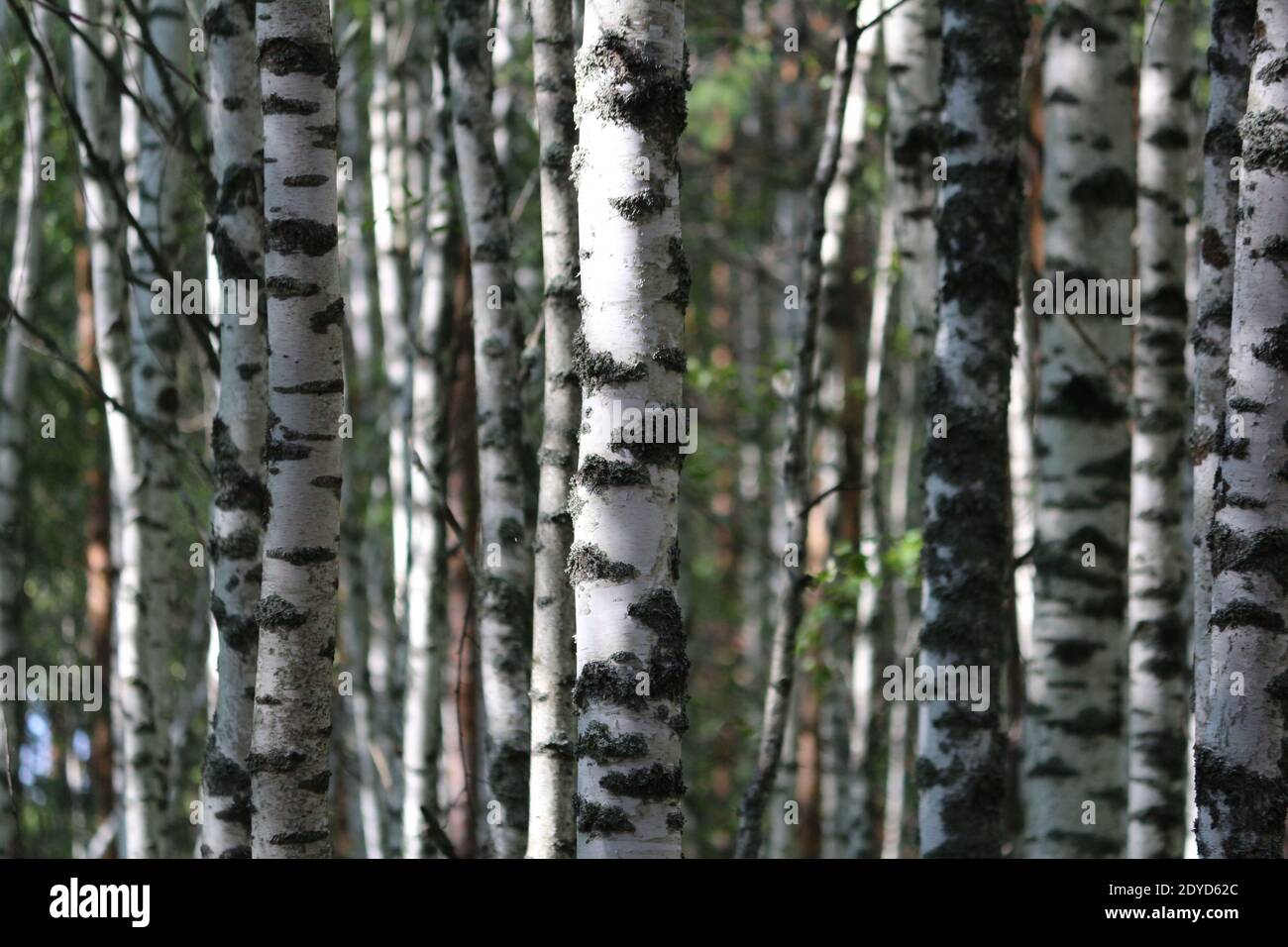 Silver shadow birch hi-res stock photography and images - Alamy