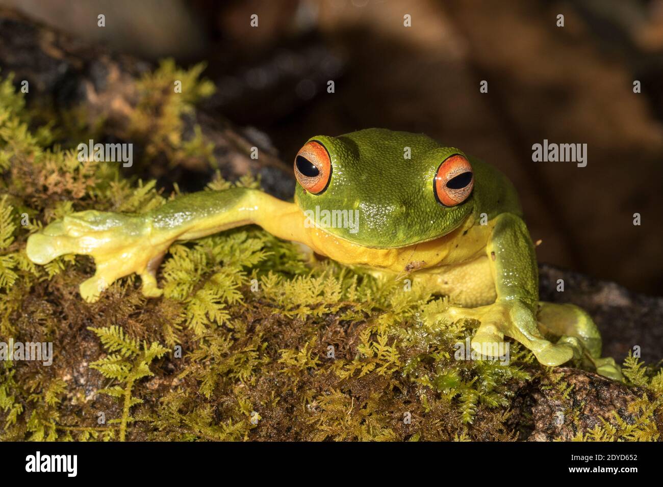 Red-eyed Tree Frog on mossy log Stock Photo - Alamy