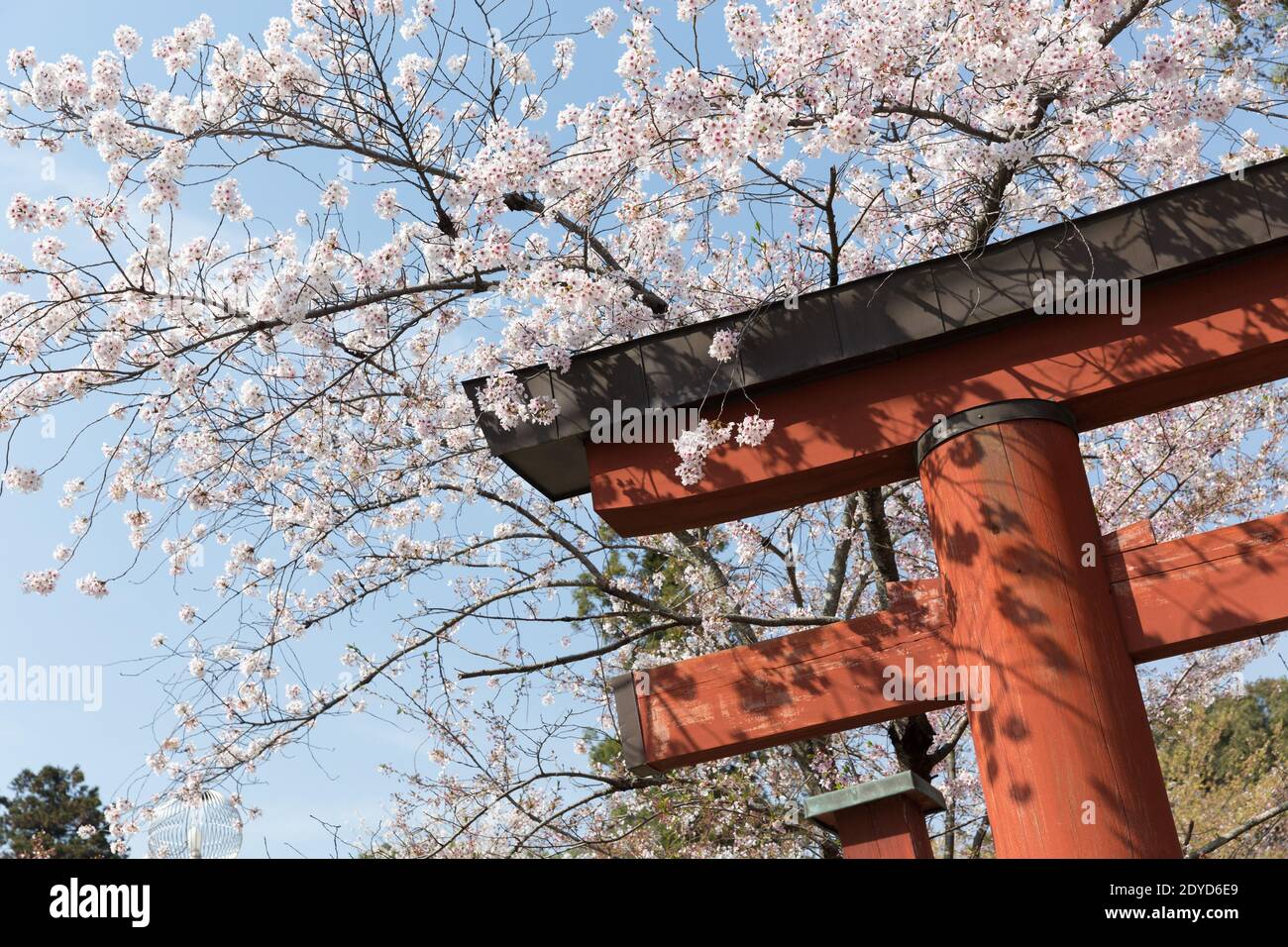 Sakura or Cherry Blossoms over Tori Gate Stock Photo - Alamy