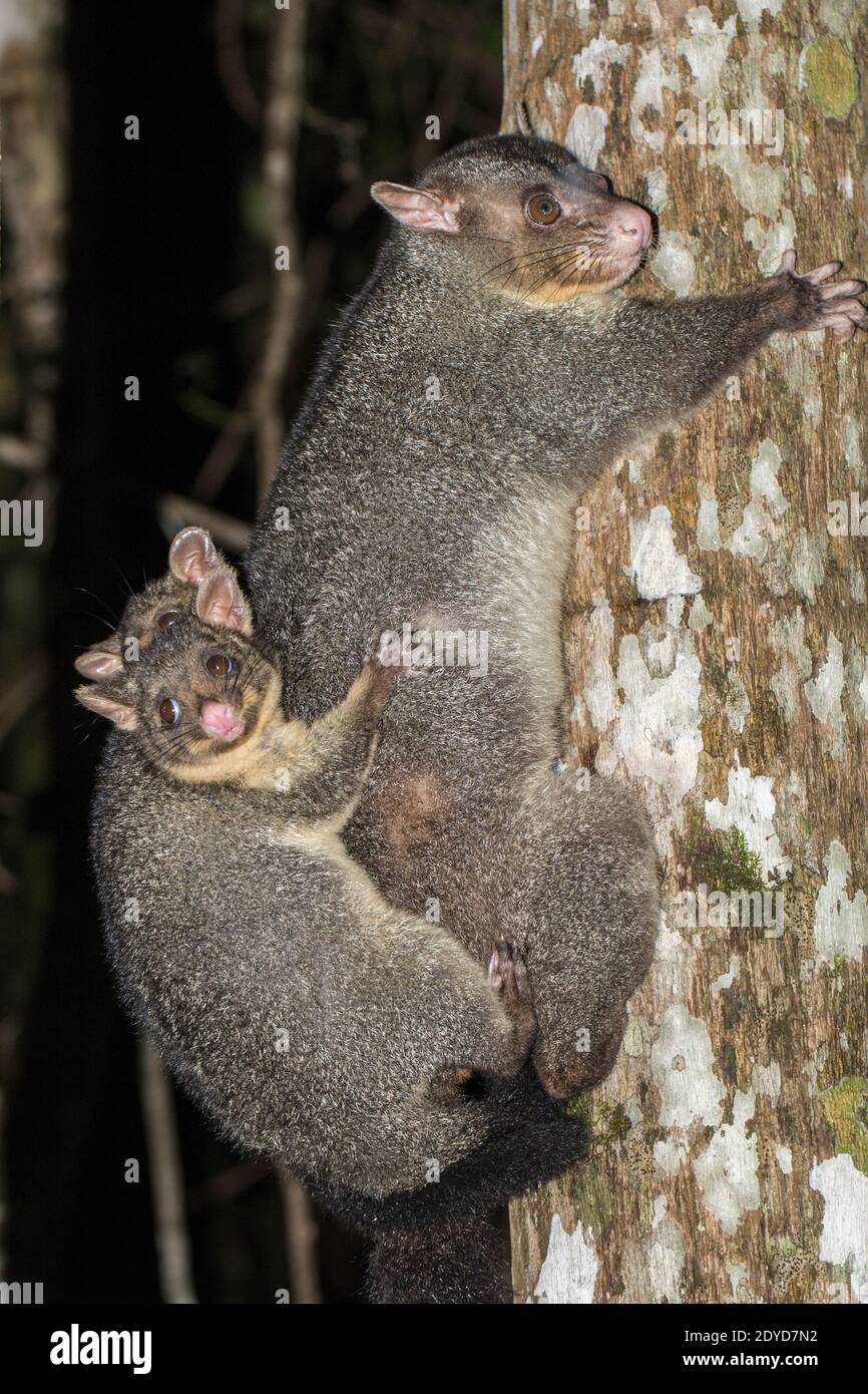 Common Brush-tailed Possum with babies on back Stock Photo - Alamy
