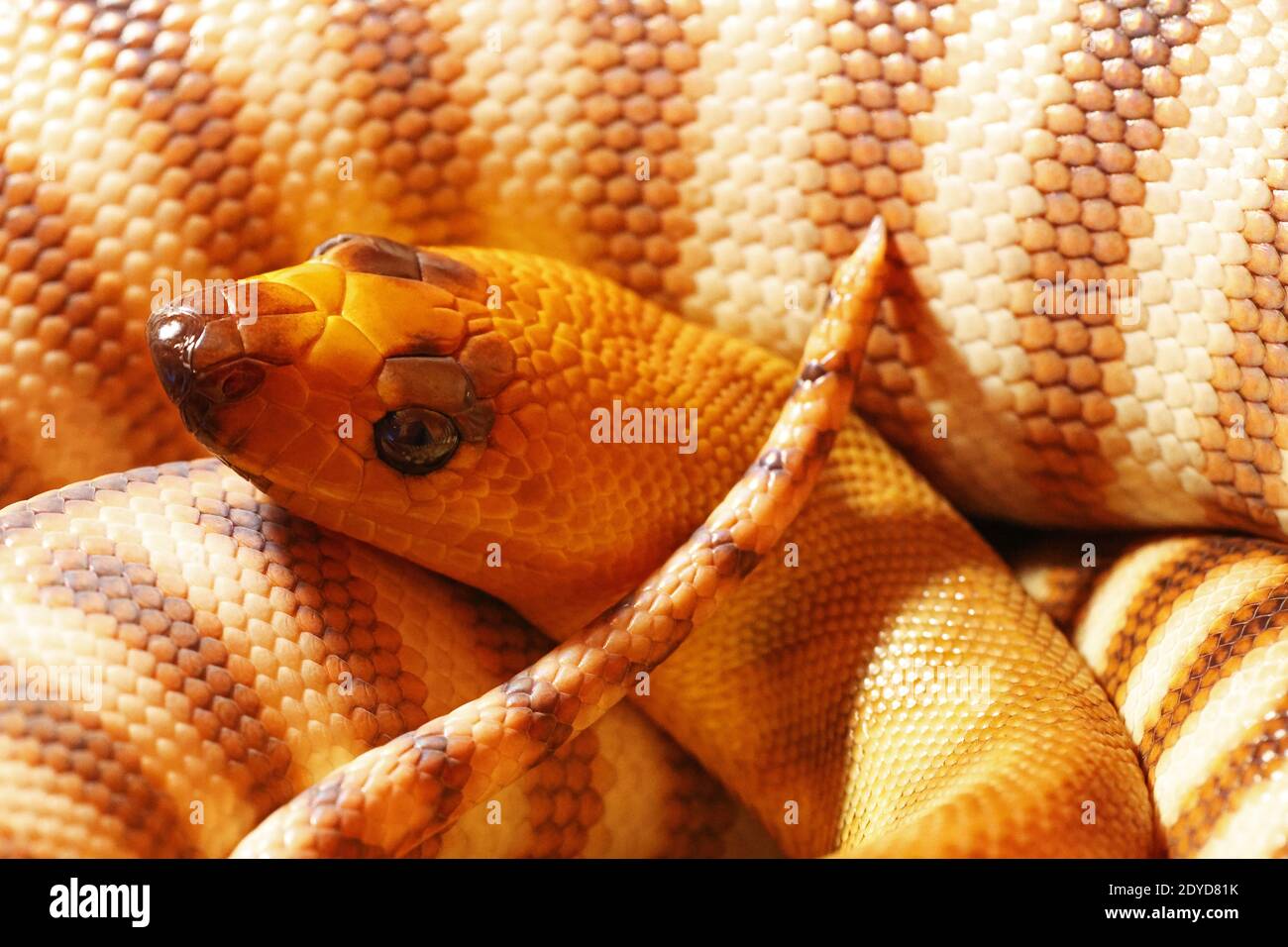 Captive Woma Python basking under artificial light Stock Photo - Alamy