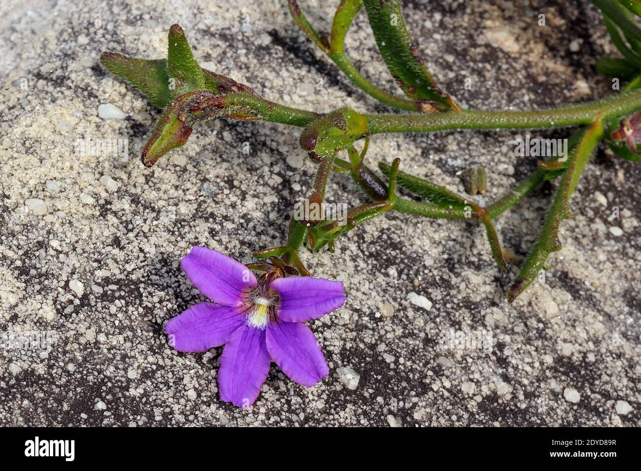 Snake flower hi-res stock photography and images - Alamy