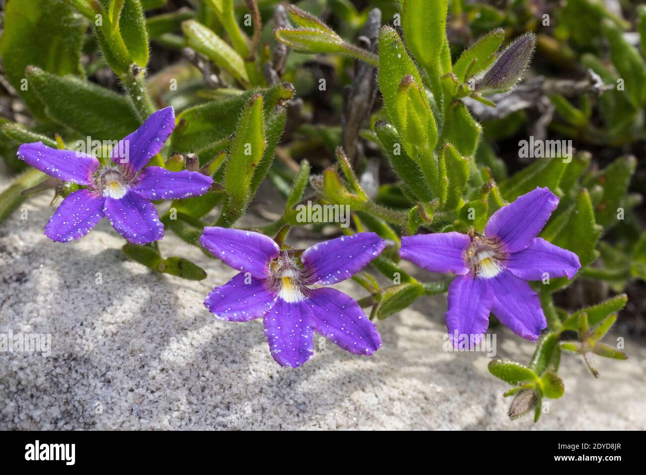 Snake flower hi-res stock photography and images - Alamy