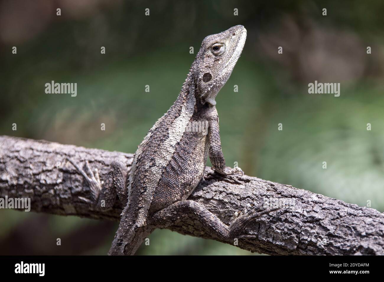 Pregnant lizard hi-res stock photography and images - Alamy