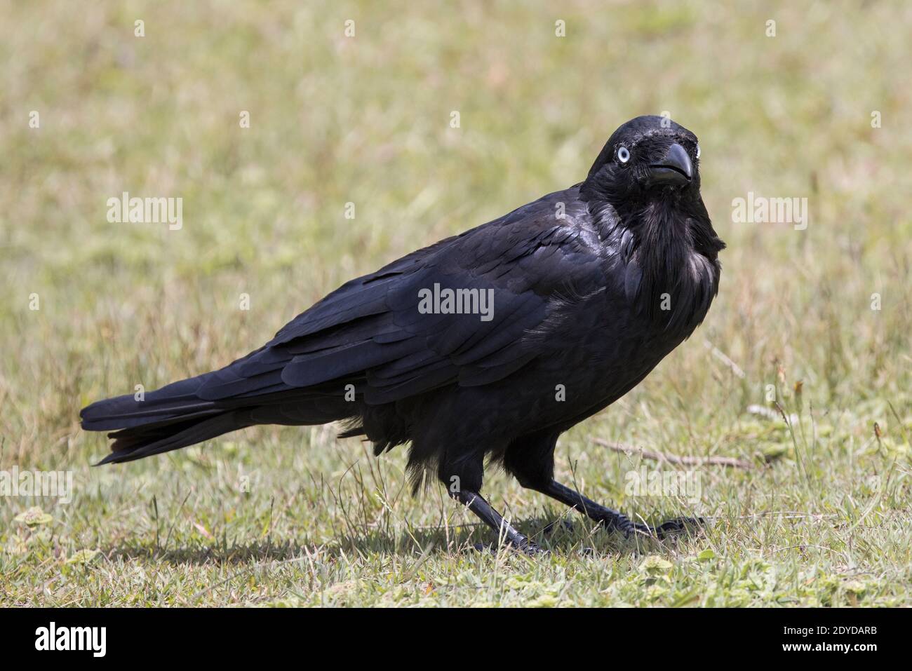 Close up of an Australian Raven Stock Photo - Alamy