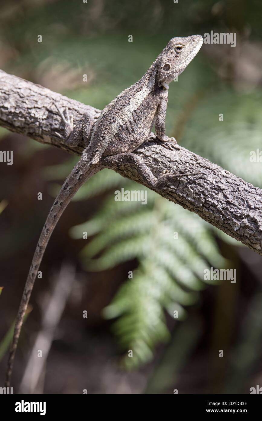 Jacky tree dragon hi-res stock photography and images - Alamy
