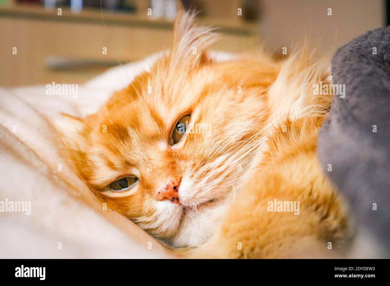 Fluffy, ginger cat in the bed Stock Photo - Alamy