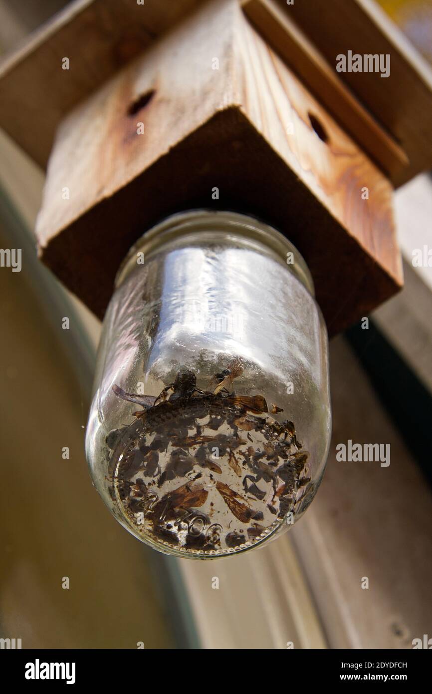 Bottle bug trap hi-res stock photography and images - Alamy