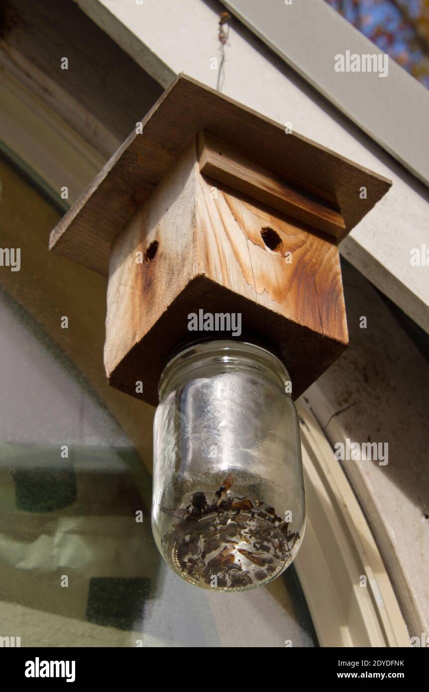 Insects catcher hi-res stock photography and images - Alamy