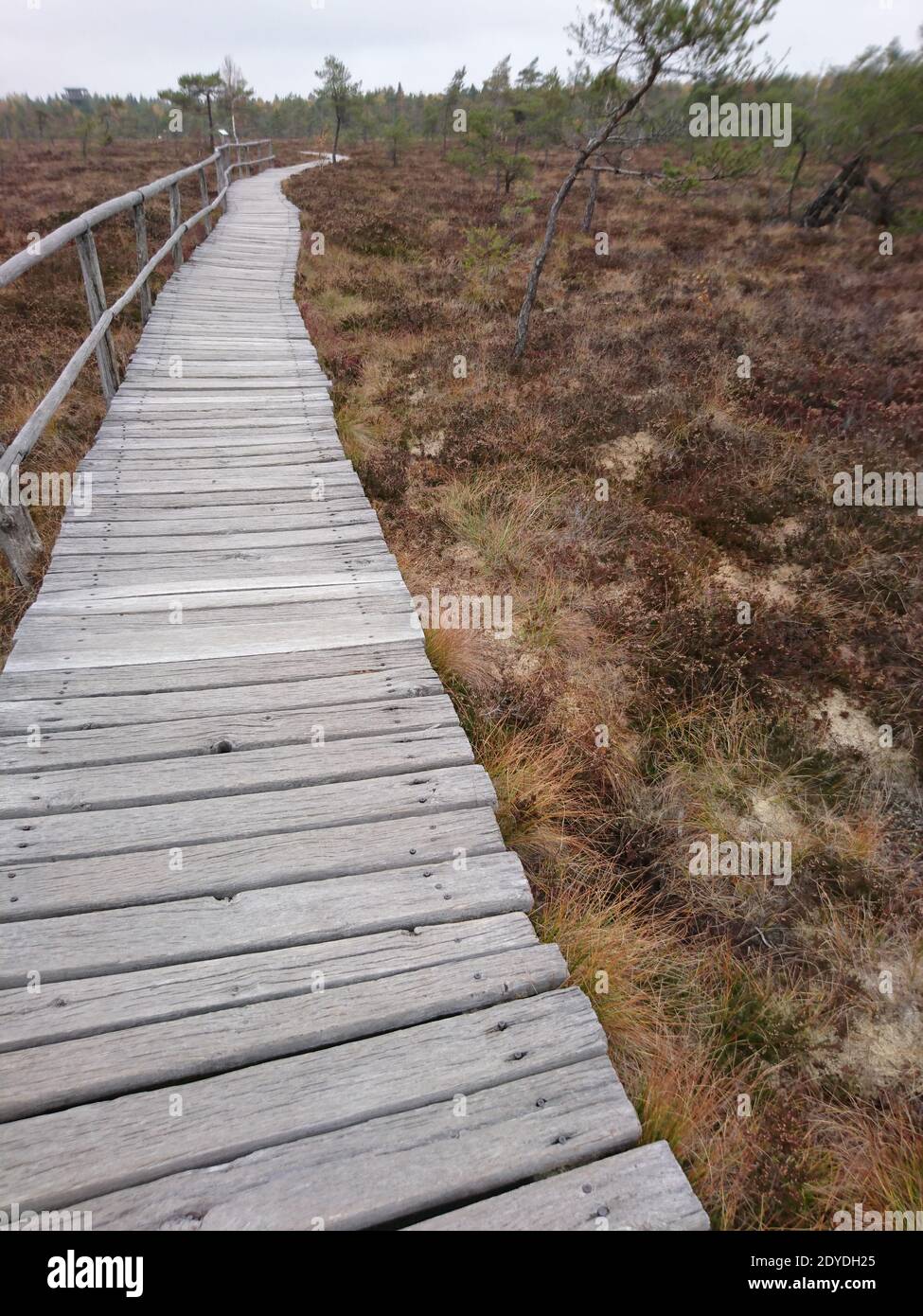 Safe Path Through The Moor, Boardwalk, Black Moor In Autumn, Rhön Stock ...