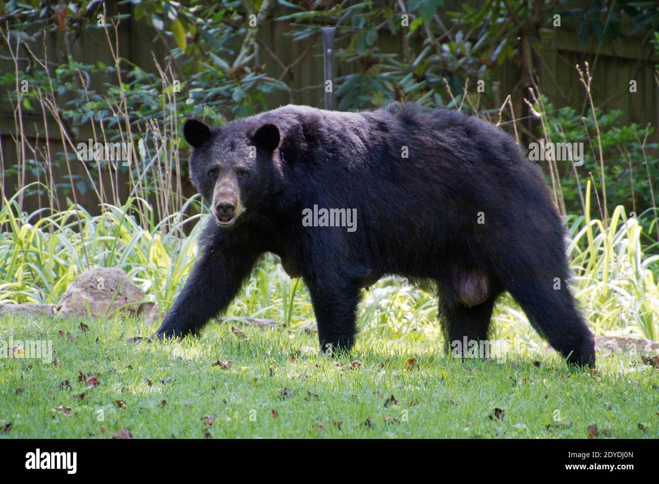 A lactating female black bear with hanging teats heavy with milk ...
