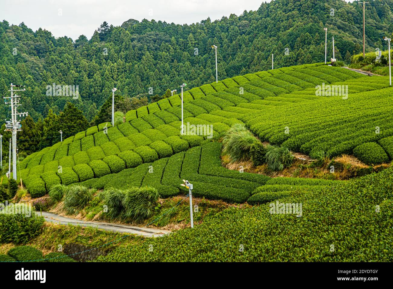 Tea Plantation in Kakegawa, Japan Stock Photo - Alamy