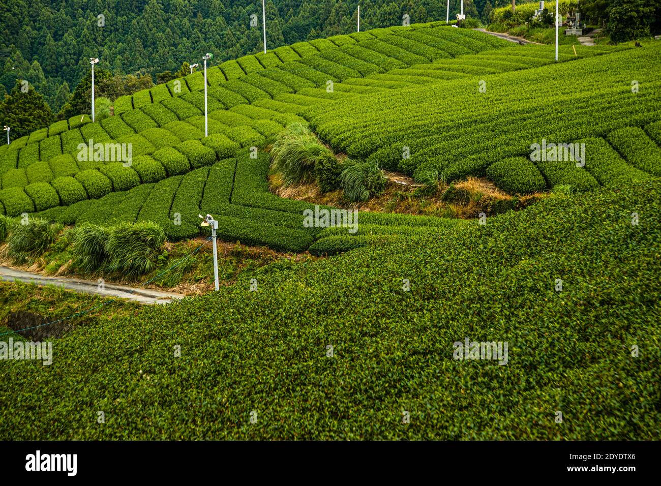 Tea Plantation in Kakegawa, Japan Stock Photo - Alamy