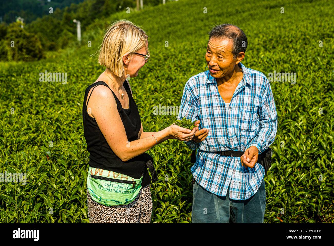 Tea Plantation in Kakegawa, Japan Stock Photo - Alamy