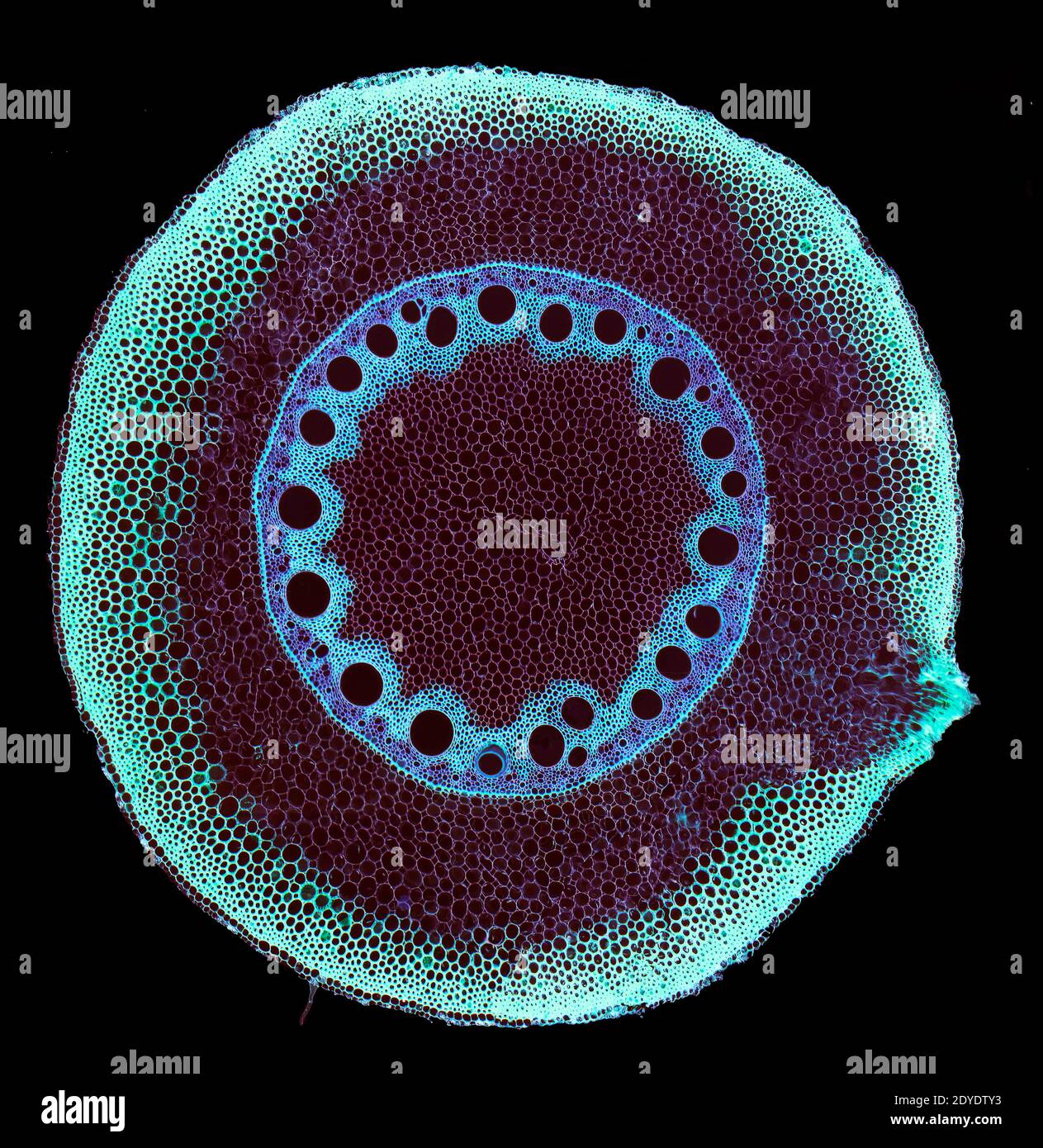 Zea Root Cross Section