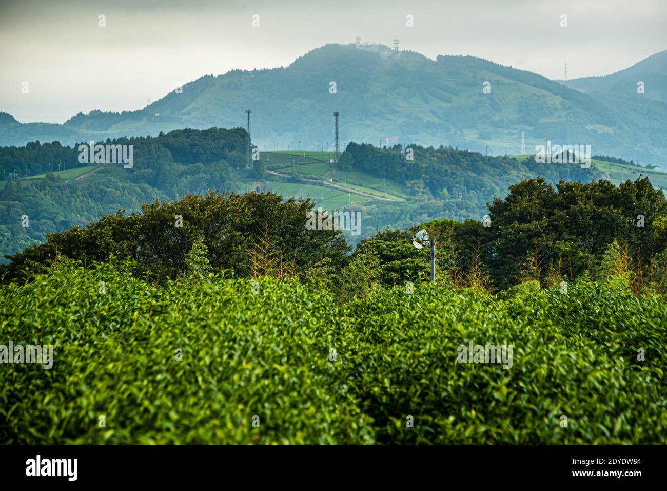 Tea Plantation in Shimada, Japan Stock Photo - Alamy