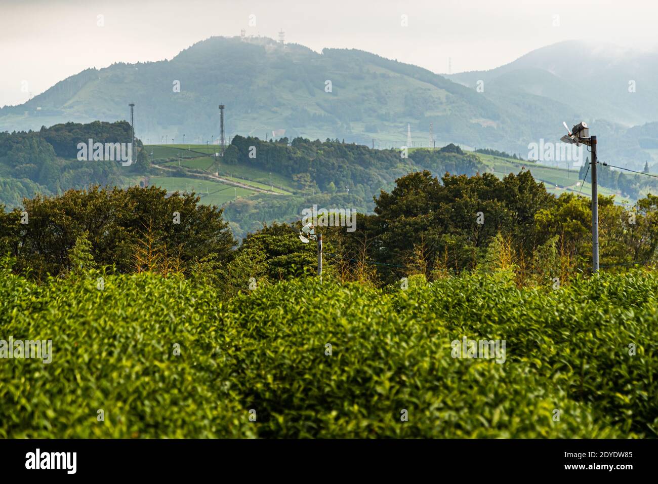 Tea Plantation in Shimada, Japan Stock Photo - Alamy