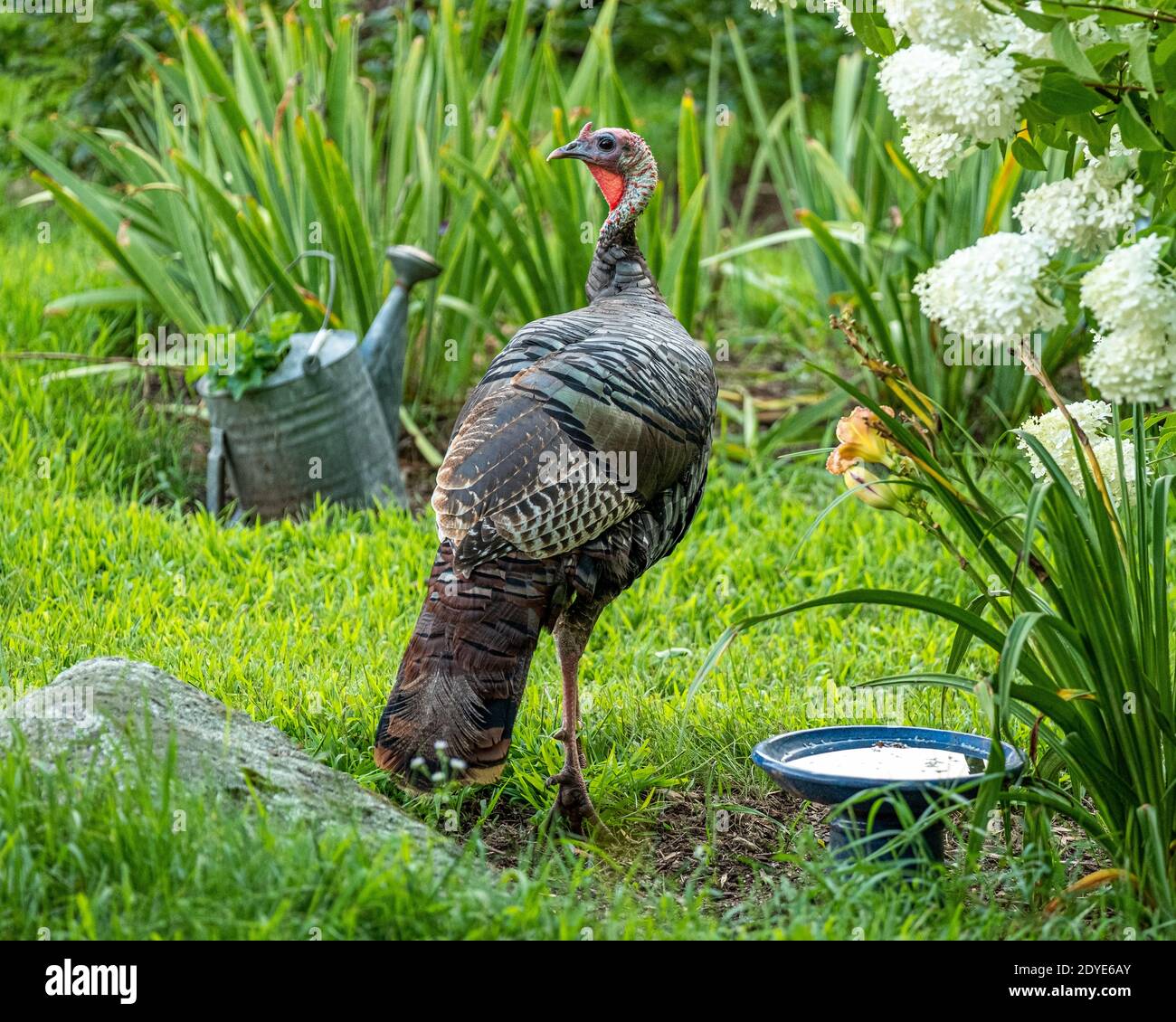 A wild turkey in a garden Stock Photo - Alamy