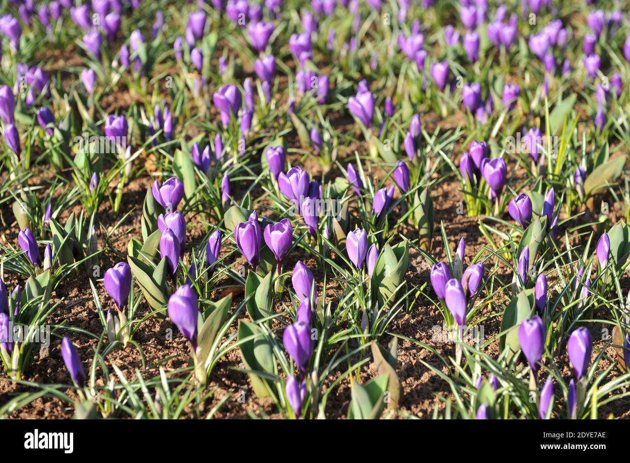 Plant of remembrance hi-res stock photography and images - Alamy