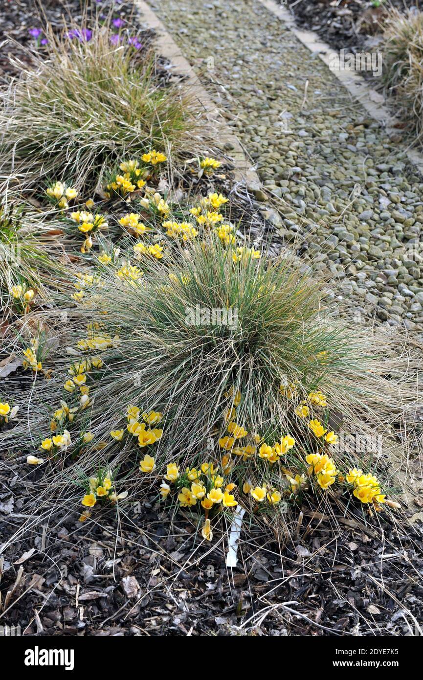Yellow Crocus chrysanthus Romance blooms in a garden in March on a side ...