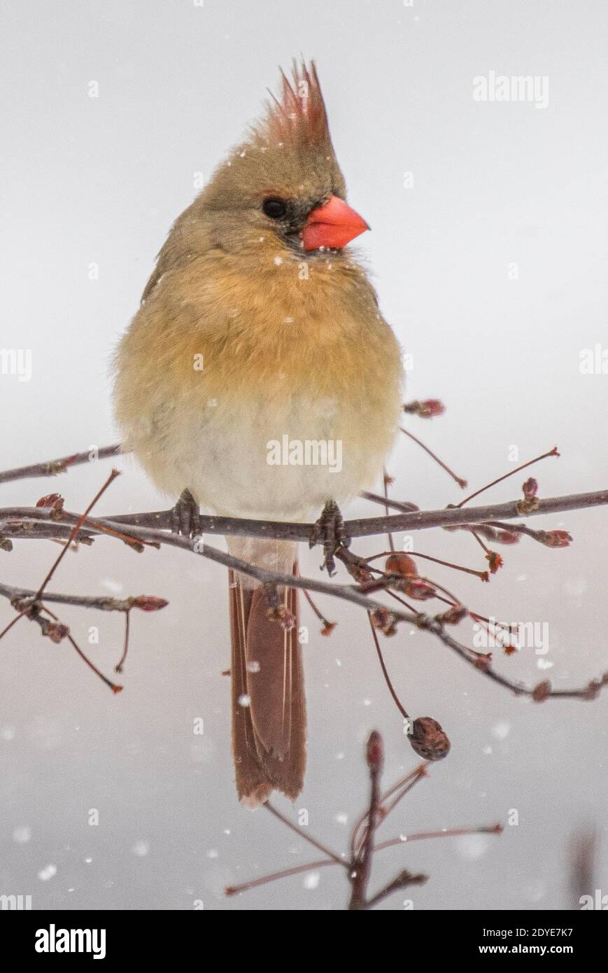 Wild apple tree hi-res stock photography and images - Alamy