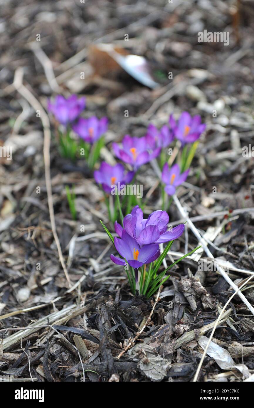 Violet-purple Crocus tommasinianus Ruby Giant blooms in a garden in March Stock Photo - Alamy