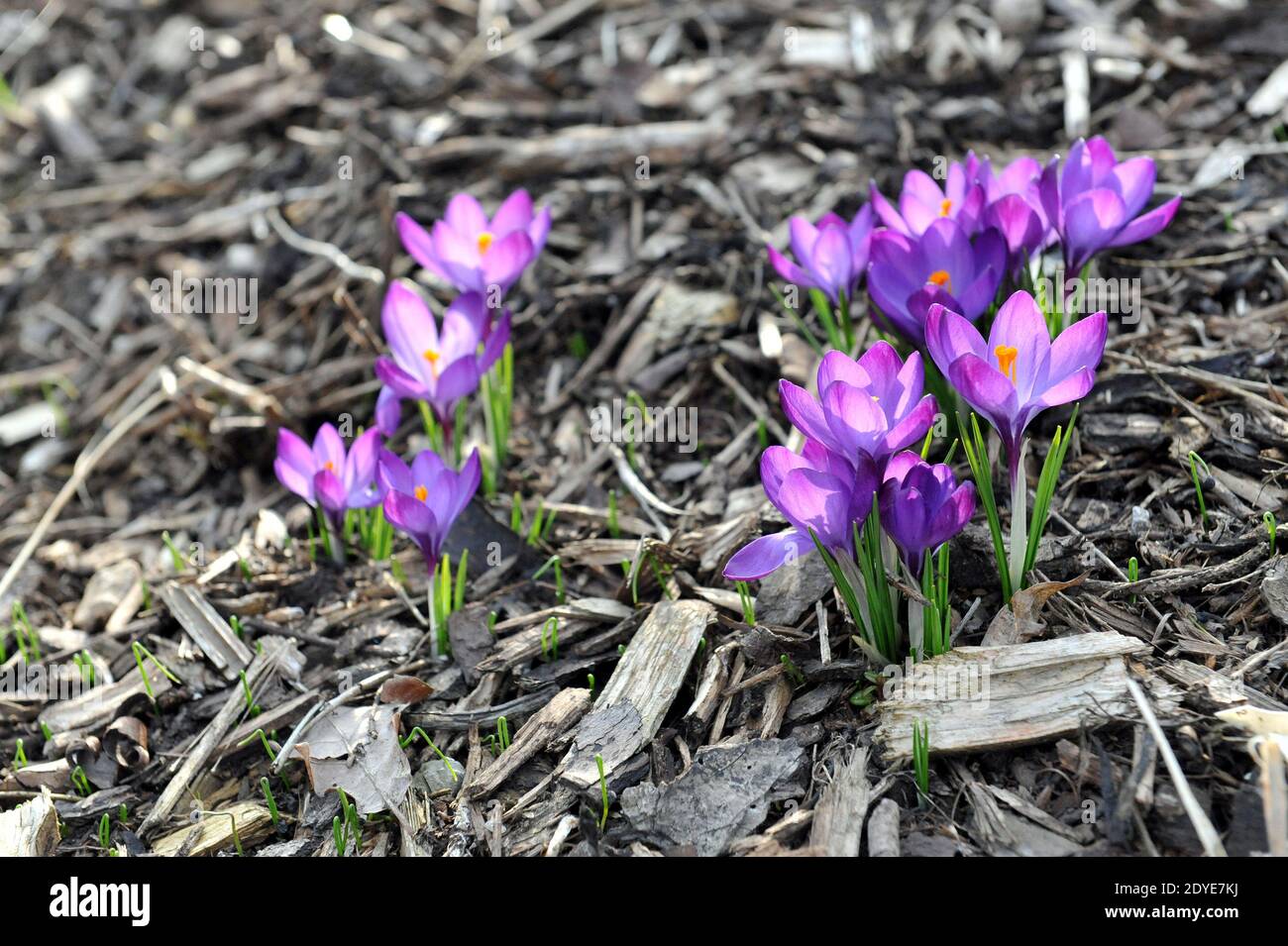Violet-purple Crocus tommasinianus Ruby Giant blooms in a garden in March Stock Photo - Alamy
