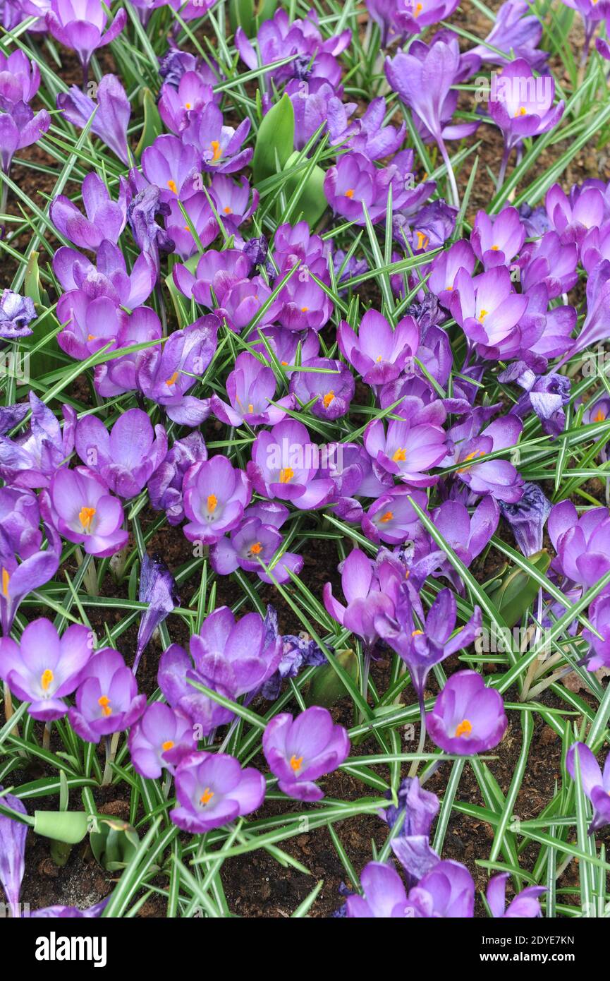 Violet-purple Crocus tommasinianus Ruby Giant blooms in a garden in ...