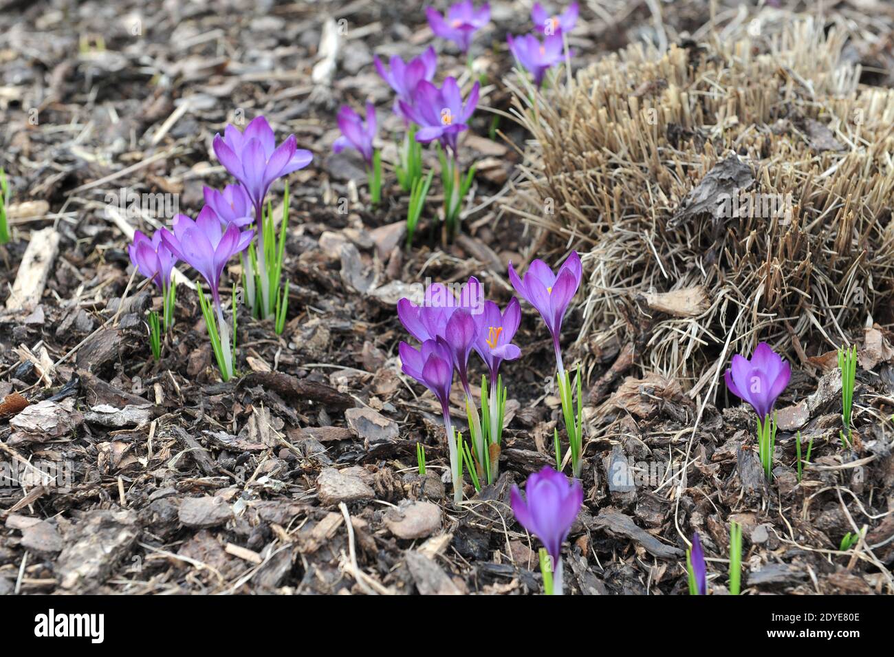 Violet-purple Crocus tommasinianus Ruby Giant blooms in a garden in March Stock Photo - Alamy