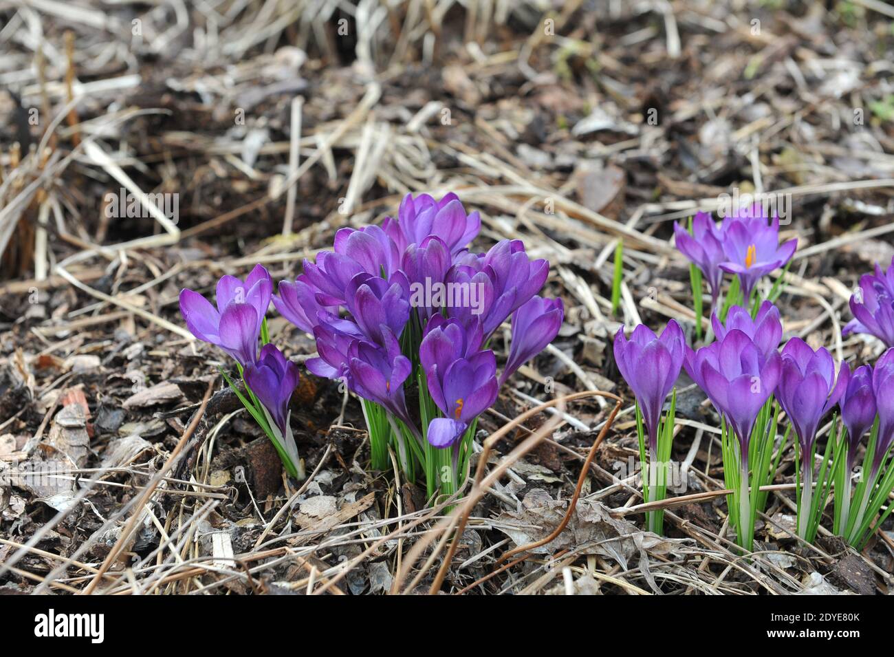 Crocus tommasinianus ‘ruby giant’ hi-res stock photography and images ...