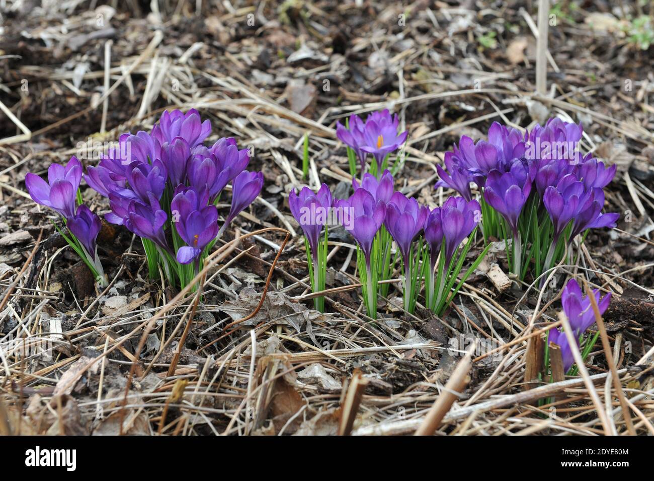 Violet-purple Crocus tommasinianus Ruby Giant blooms in a garden in ...