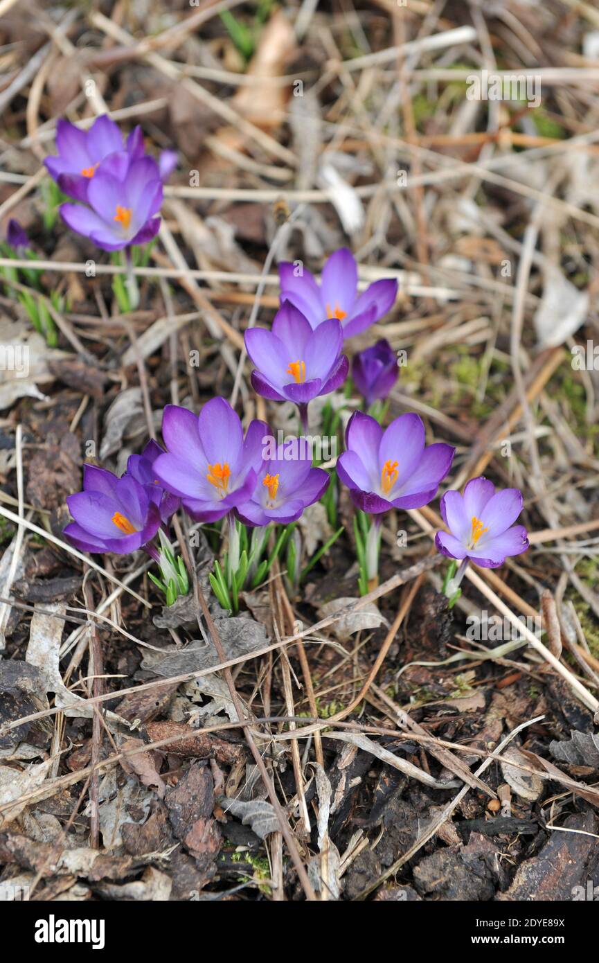 Violet-purple Crocus tommasinianus Ruby Giant blooms in a garden in ...