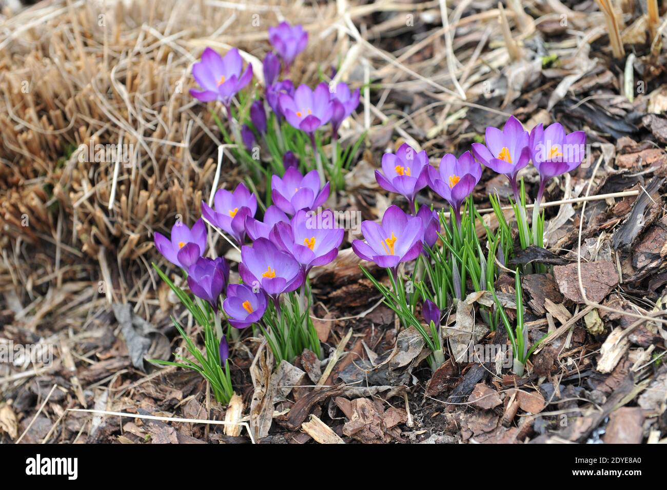 Violet-purple Crocus tommasinianus Ruby Giant blooms in a garden in ...