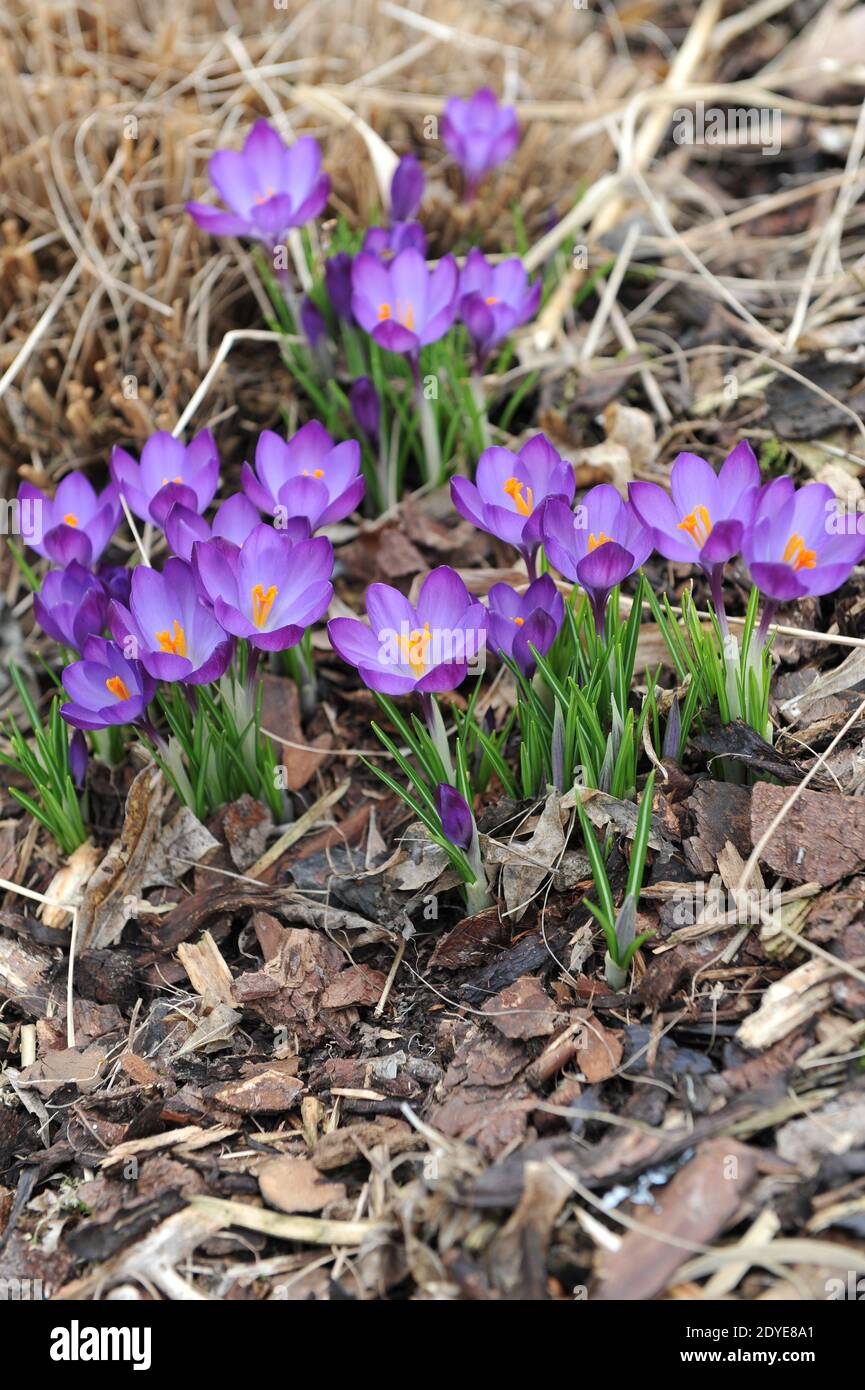 Crocus tommasinianus ‘ruby giant’ hi-res stock photography and images ...