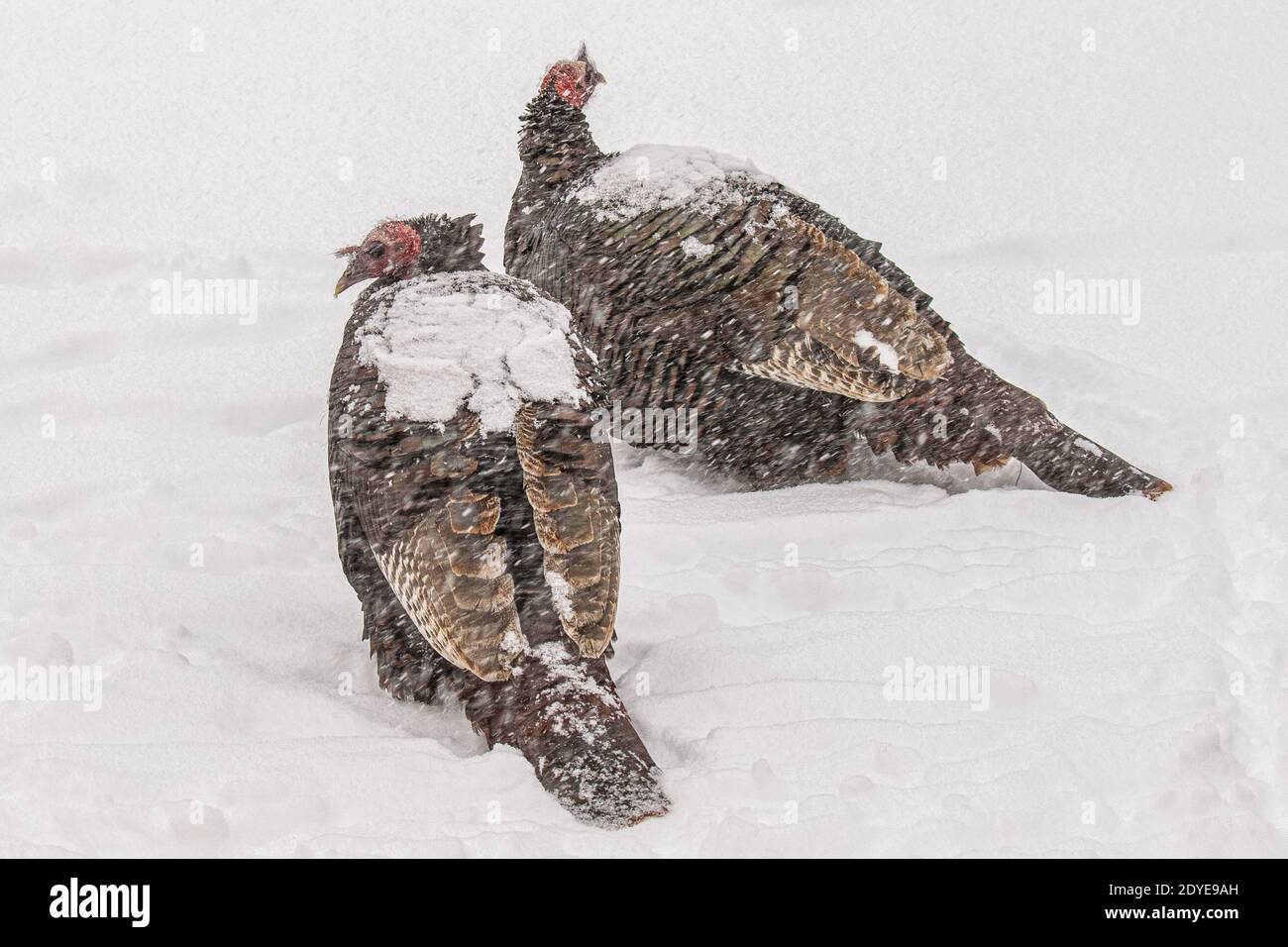Wild turkey in a snow storm Stock Photo - Alamy