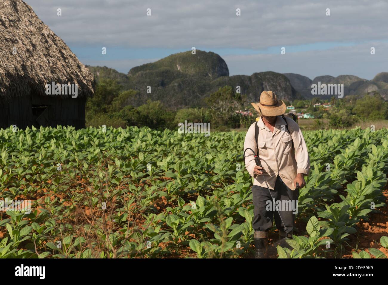 Spraying insecticide plants tobacco hi-res stock photography and images ...
