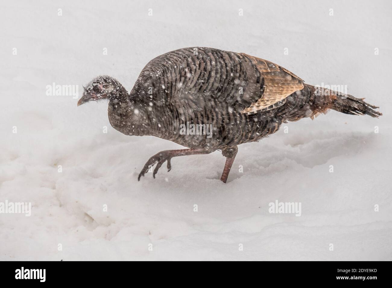 Wild turkey in a snow storm Stock Photo - Alamy
