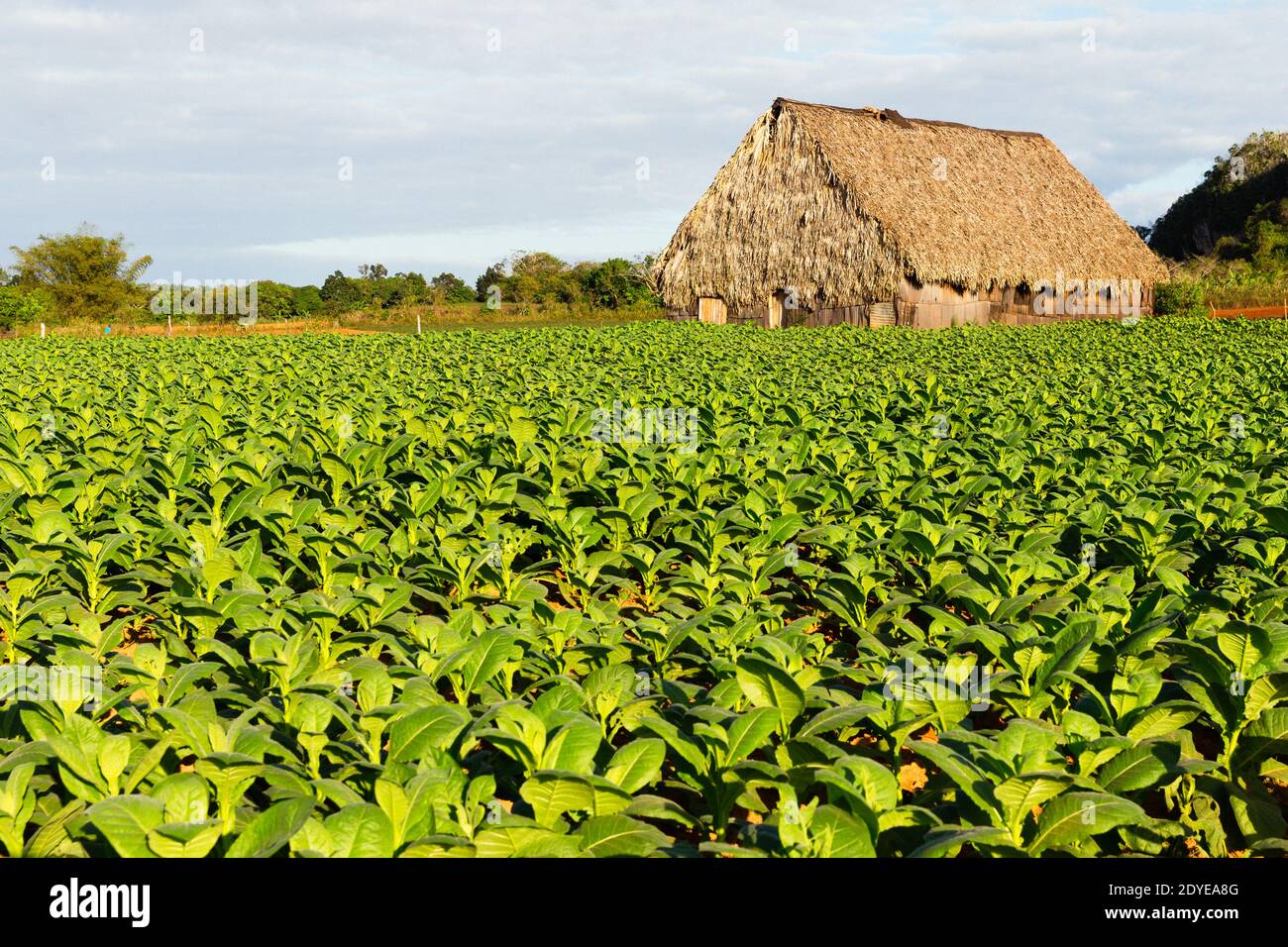 Traditional Drying Shed High Resolution Stock Photography and Images ...