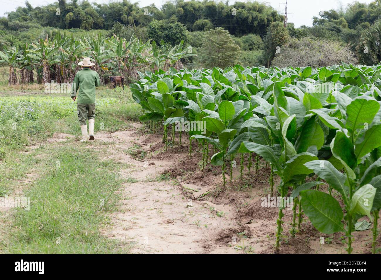 Tobacco field with farmer hi-res stock photography and images - Alamy
