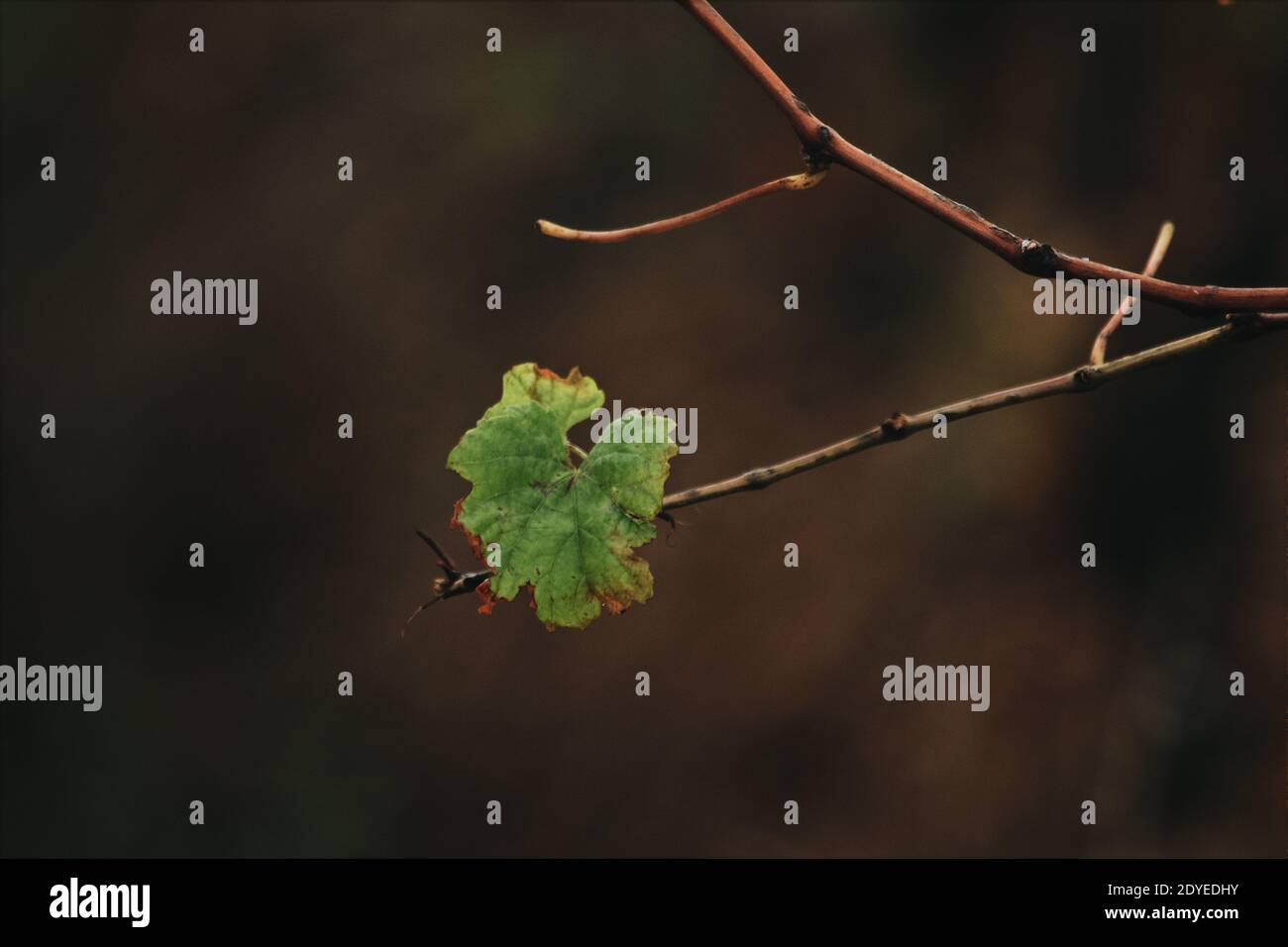 A selective focus shot of a tree branch with only one leaf on a blurry ...