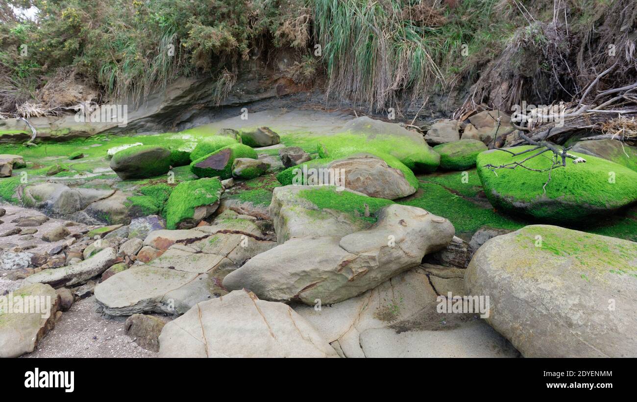 Green moss and algae on rocks Stock Photo - Alamy