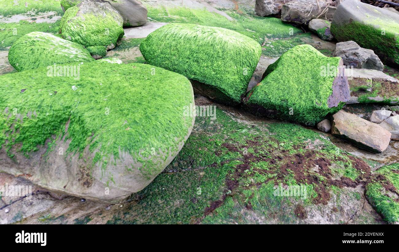 Lush green algae hi-res stock photography and images - Alamy