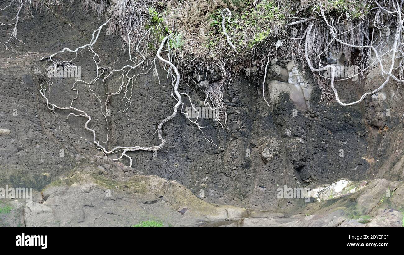 Exposed root structure hi-res stock photography and images - Alamy