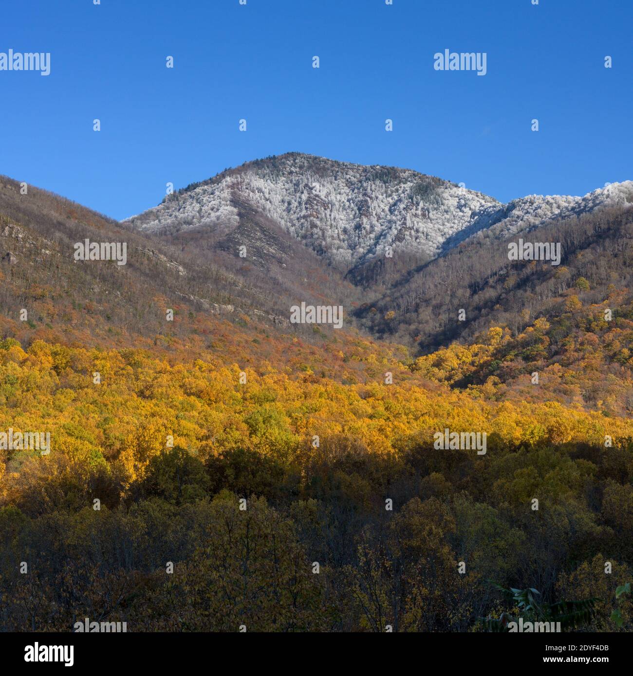 Snow Atop Mt. LeConte in the Fall on blue sky day Stock Photo - Alamy