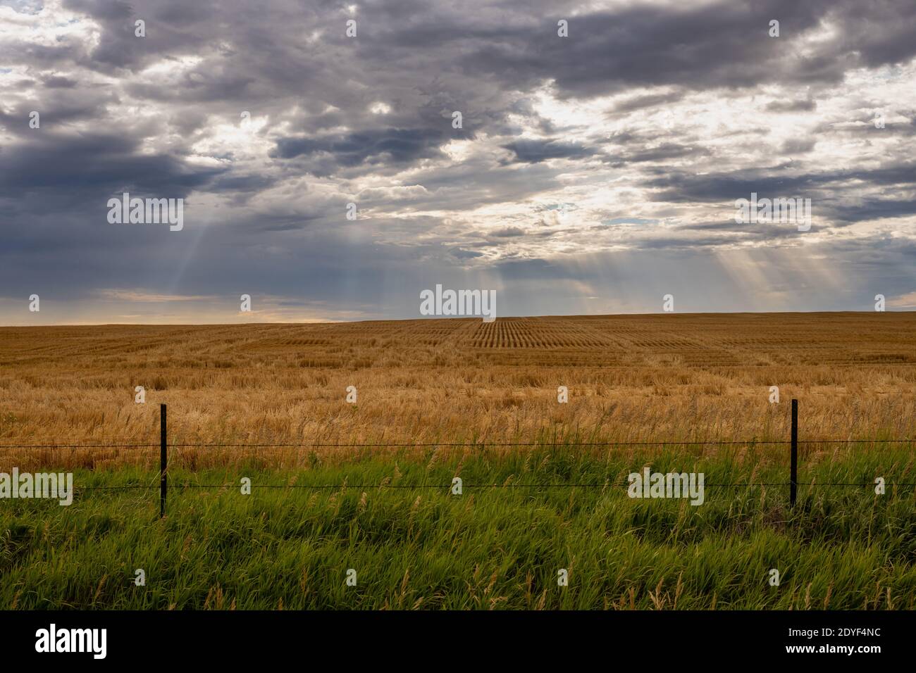 Sun Rays Over Golden Field in Countryside of South Dakota Stock Photo ...