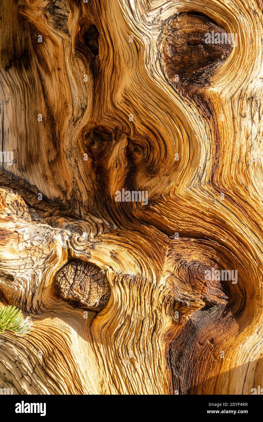 Swirling Texture of Bristlecone Pine Tree vertical image Stock Photo ...