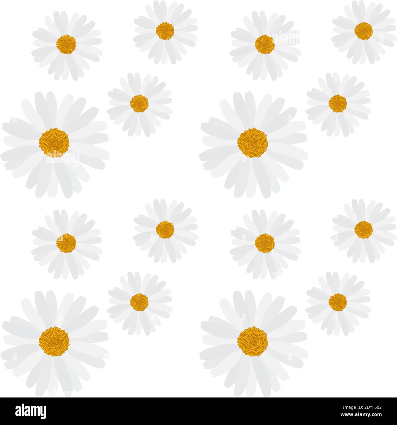 Beautiful blooming daisy on whit background. Seamless Pattern ...