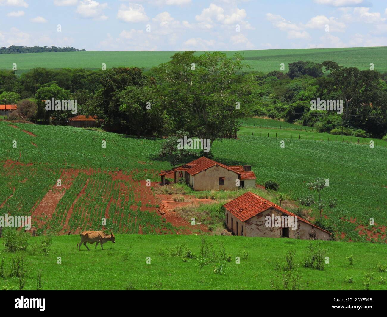 Cow and Simple Houses in the countryside. Cattle walking near rustic ...